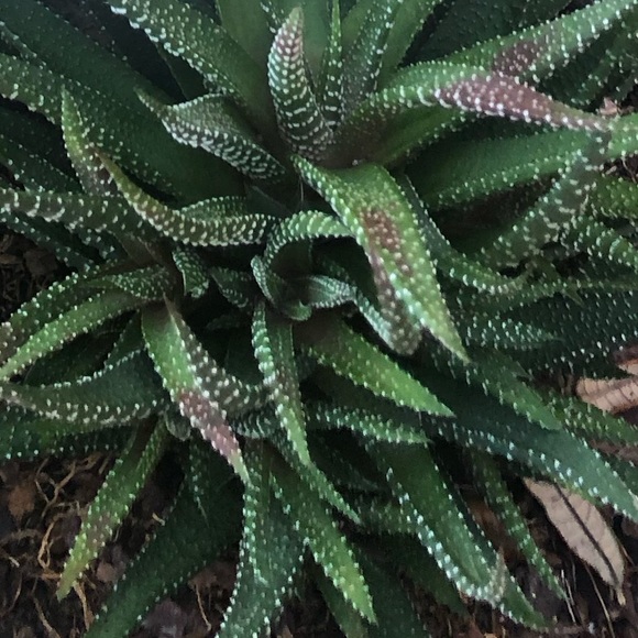 Simon Drive Greenhouse | Other | Haworthia Formerly Categorized As ...